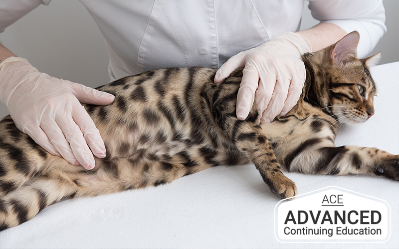 Catalog: Channels | ACVIM Prod