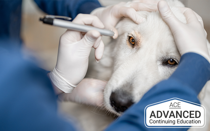 Catalog | ACVIM Prod