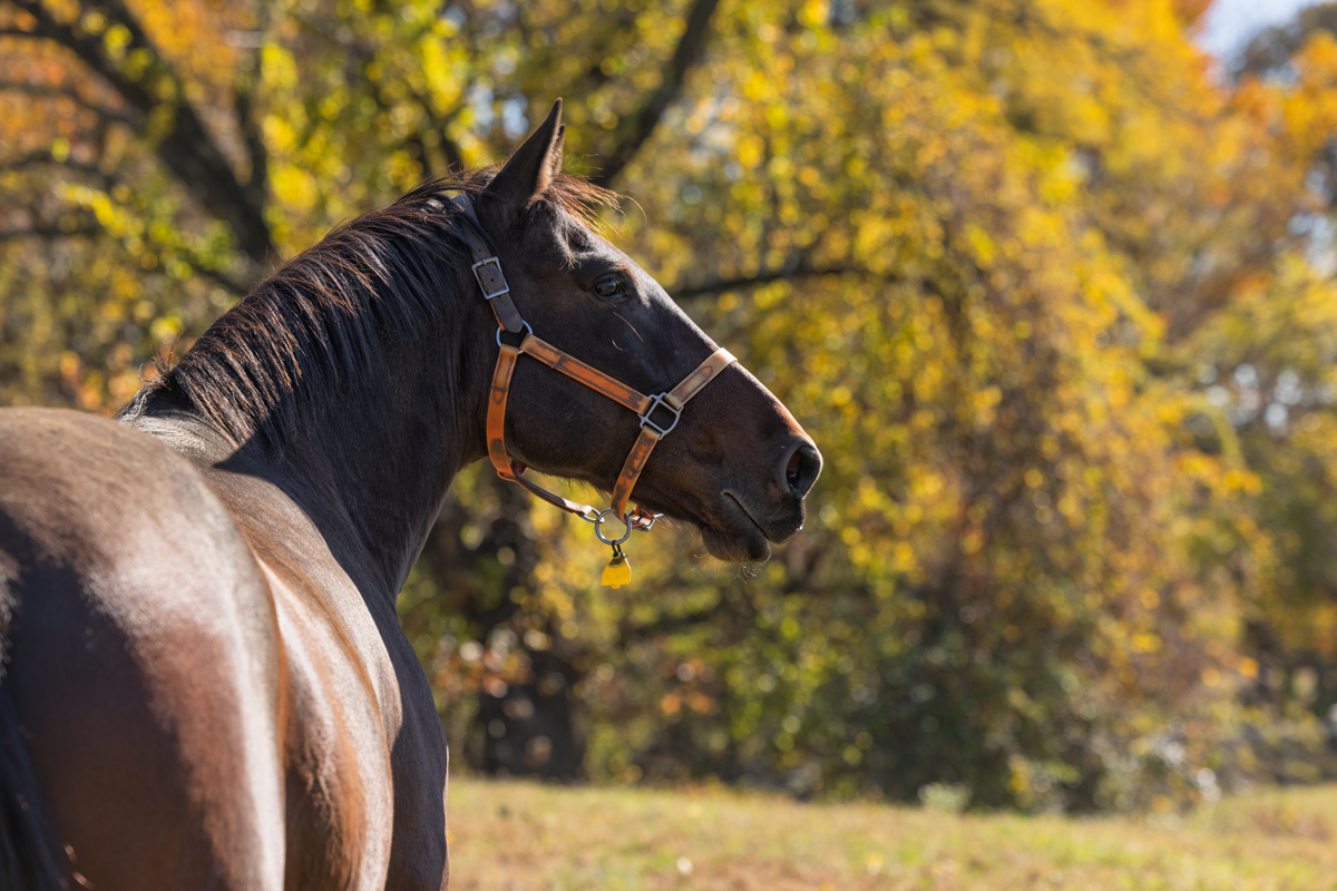 Catalog: Channels | ACVIM Prod