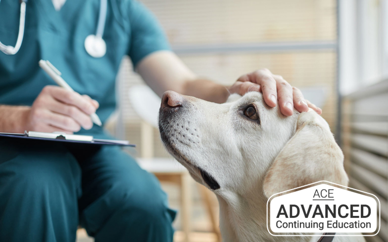 Catalog: Channels | ACVIM Prod